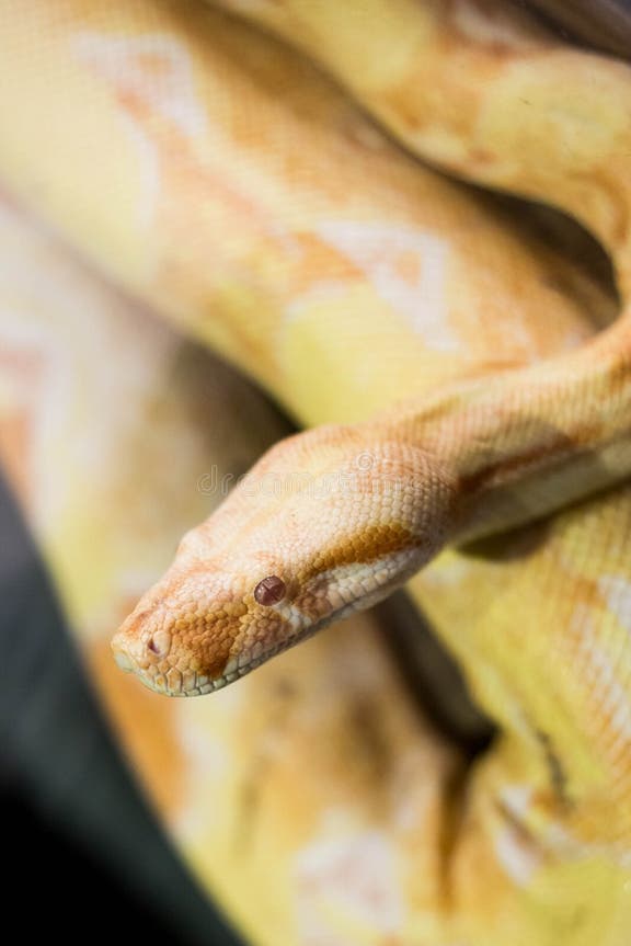 Cloeup of Yellow Python Snake Stock Photo - Image of strangle, serpent ...