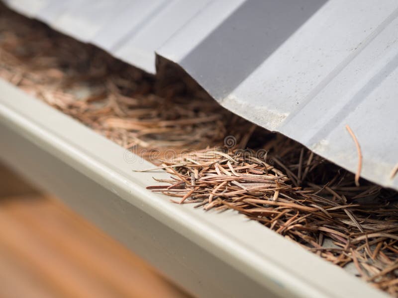 Clogged gutters stock photo. Image of gutter, spring - 39603398
