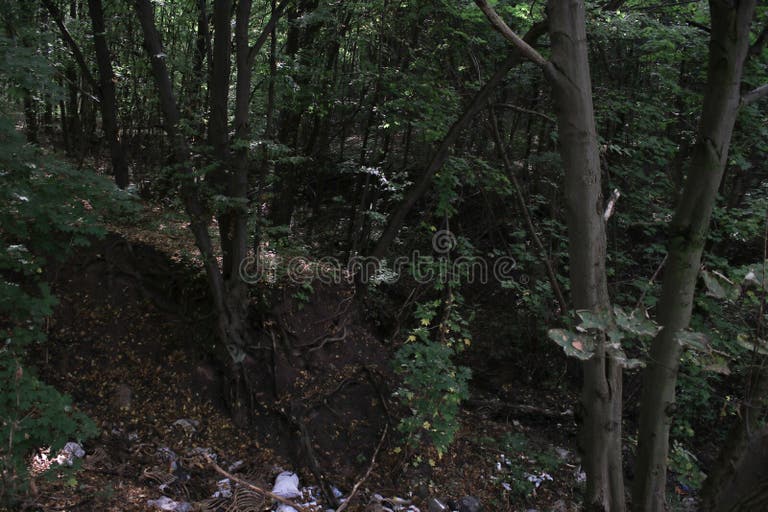A Clogged River in the Forest Stock Image - Image of clean, landscape ...