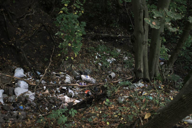 A Clogged River in the Forest Stock Photo - Image of outdoor, clean ...