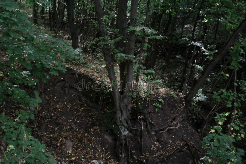 A Clogged River in the Forest Stock Image - Image of clean, garbage ...