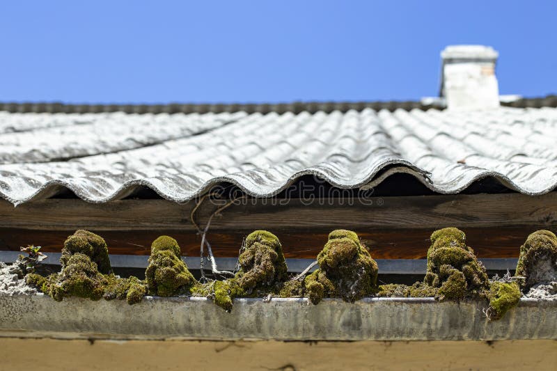 Clogged Roof Gutter with Piled Moss Structure, and Obsolete Asbestos ...