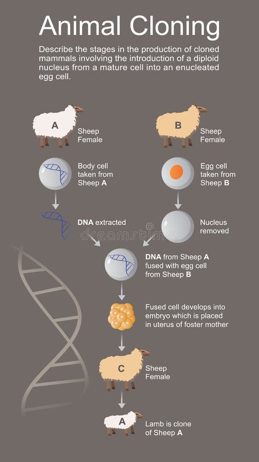 Clonage animal illustration de vecteur. Illustration du biotechnologie ...