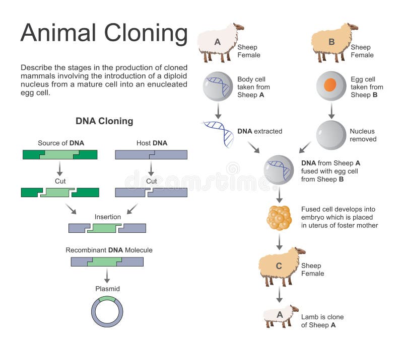 Clonage animal illustration stock. Illustration du copie - 83394297