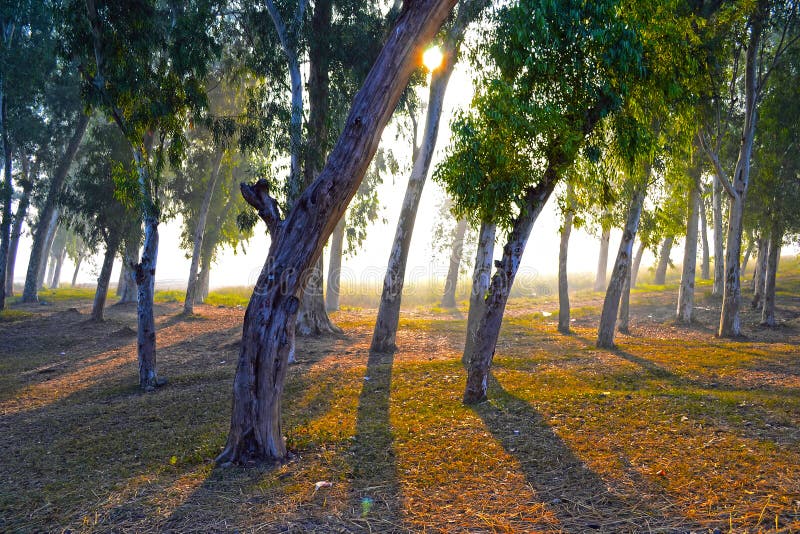 Clonal eucalyptus stock photo. Image of eucalyptus, landscapes - 100802026