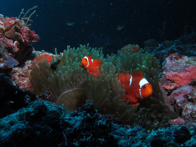 Clone fish stock photo. Image of anemon, biakdiver, fish - 102315304