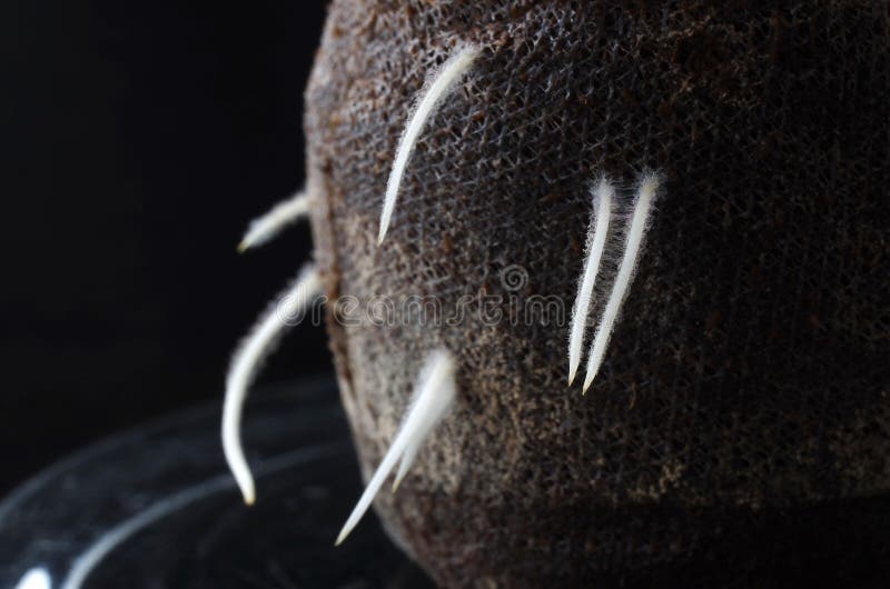 Clone roots stock photo. Image of marijuana, clone, roots - 78345400