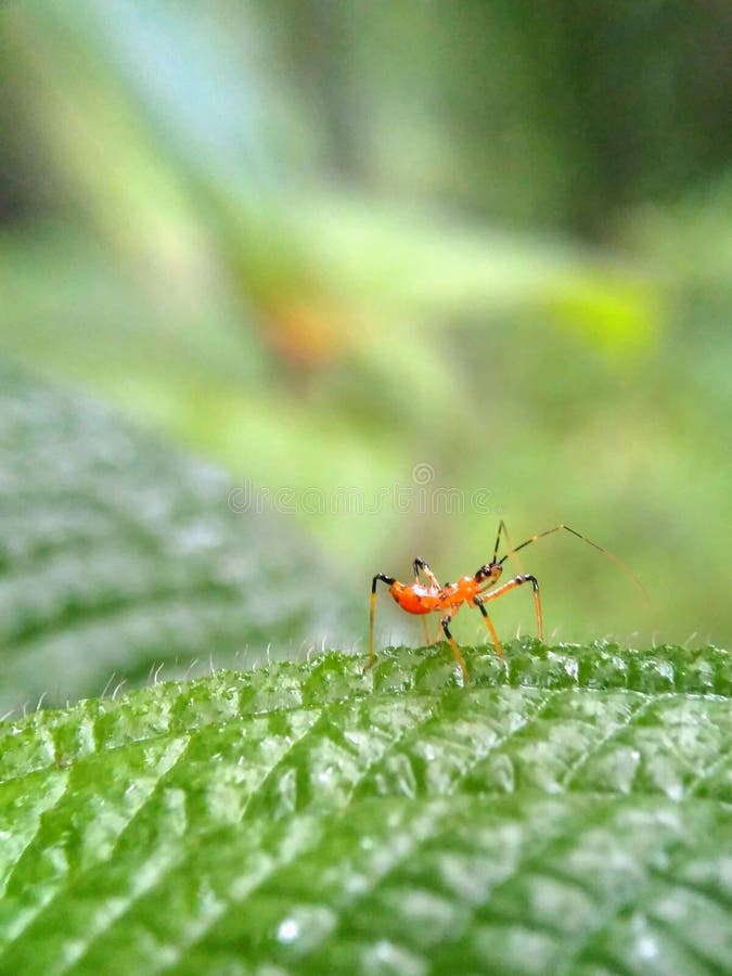 Little Red Insect Crawling on Green Leaf with Blurred Macro Background ...
