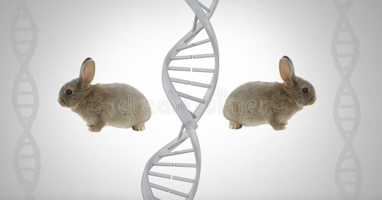 Clone Twin Rabbits with Genetic DNA Stock Image - Image of background ...