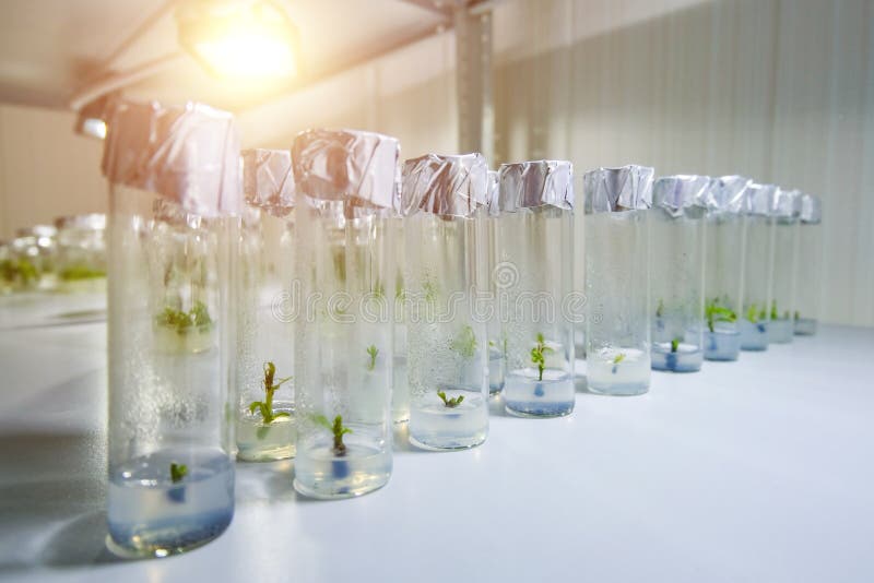Cloned Decorative Micro Plants in Test Tubes with Nutrient Medium ...