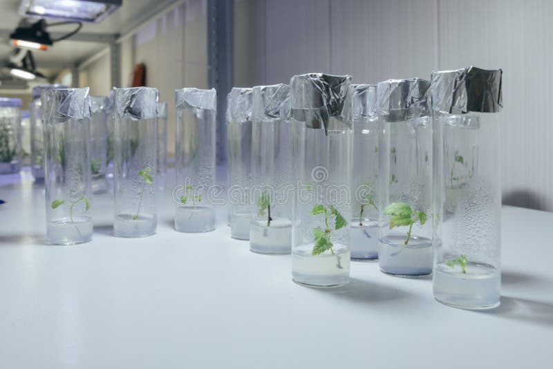 Cloned Decorative Micro Plants in Test Tubes with Nutrient Medium ...