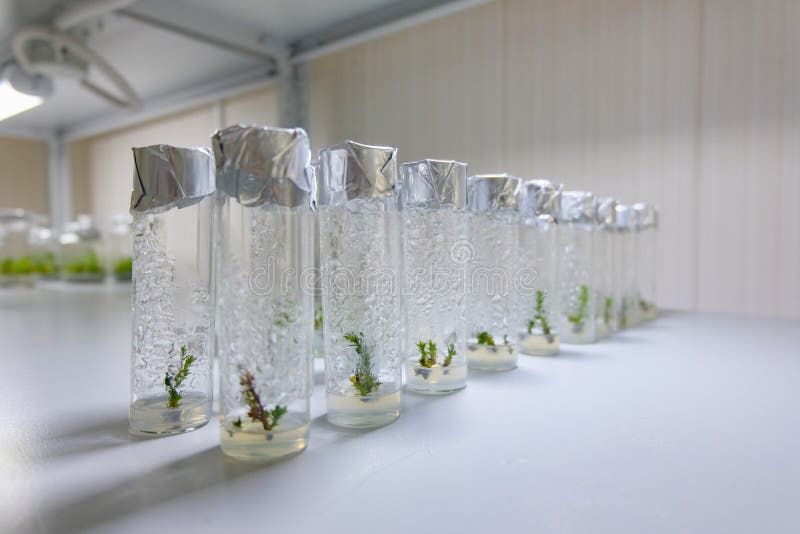 Cloned Decorative Micro Plants in Test Tubes with Nutrient Medium ...