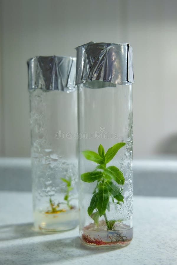 Cloned Decorative Micro Plants in Test Tubes with Nutrient Medium ...