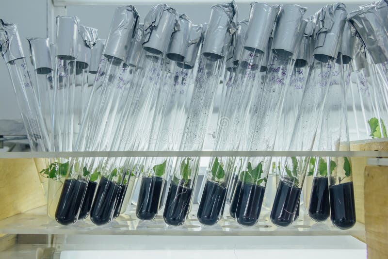 Cloned Micro Plants In Test Tubes With Nutrient Medium ...