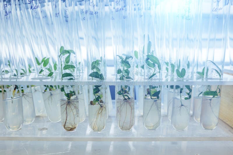 Cloned Decorative Micro Plants in Test Tubes with Nutrient Medium ...