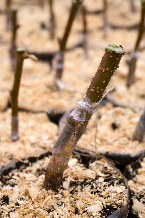 3,521 Grafting Stock Photos - Free & Royalty-Free Stock Photos from ...