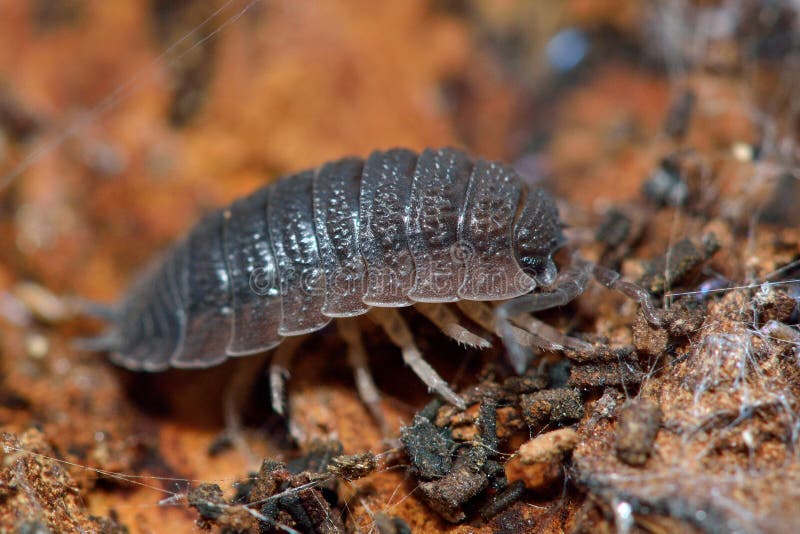 Cloporte Rugueux (scaber De Porcellio) Image stock - Image du ...