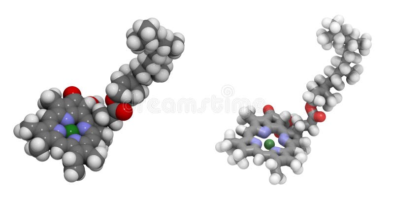 Molécula De La Clorofila Con Fórmula Química Stock de ilustración ...