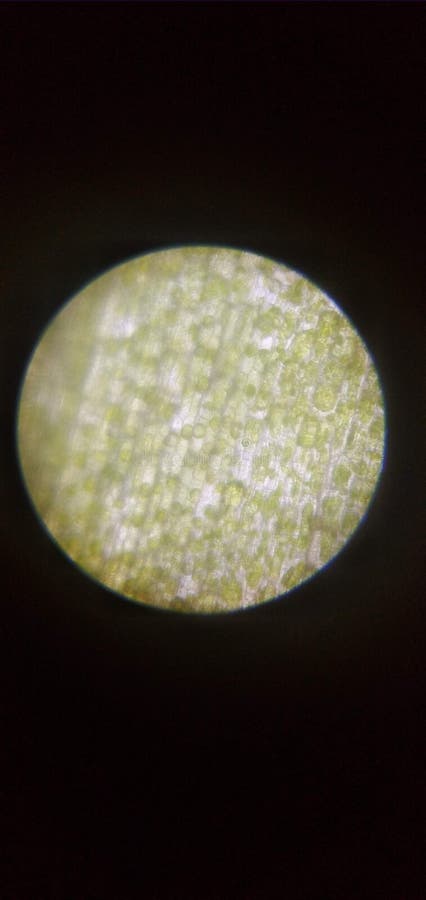 Chlorophyll Moleculas Stock Photos - Free & Royalty-Free Stock Photos ...