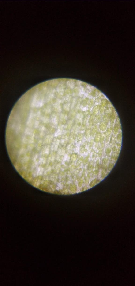 Clorophyll Moleculas in the Lens of a Light Microscope Stock Photo ...