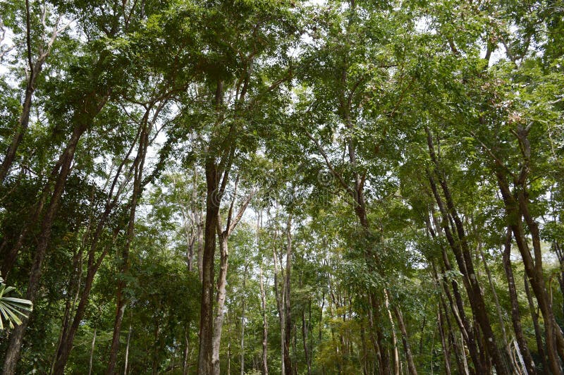 Green trees in the forest stock photo. Image of foliage - 255001672
