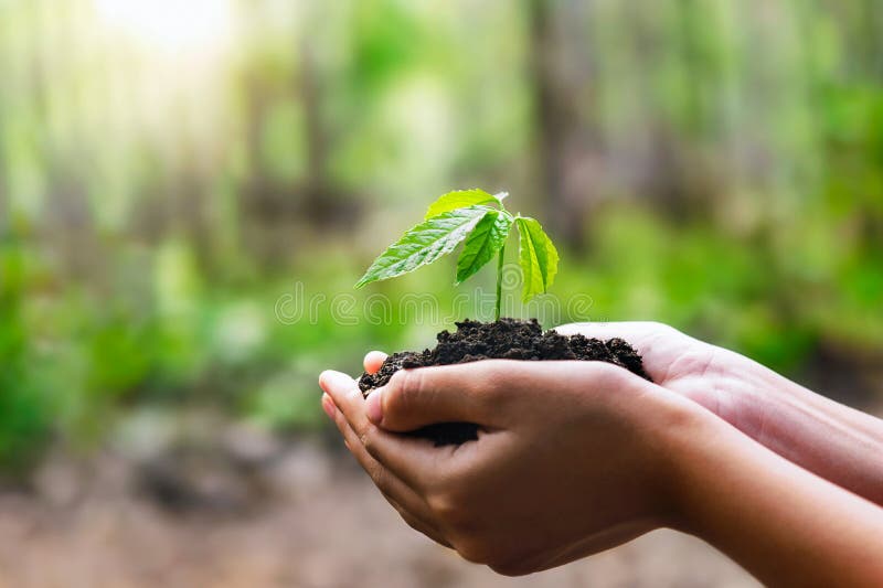 Clos Up Hand Holding Small Tree for Planting. Concept Earth Day Stock ...