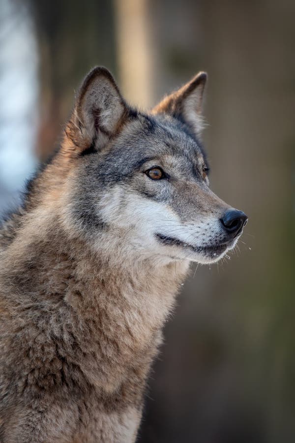 Timber Wolf Hunting in the Forest Stock Image - Image of close, outside ...