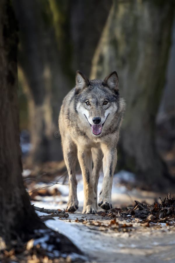 Timber Wolf (Canis lupus) stock image. Image of powerful - 24580433