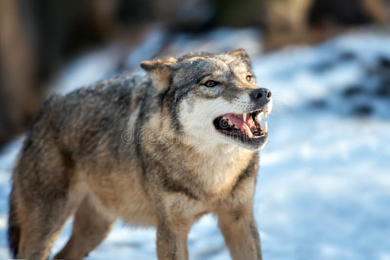 Close Alone Timber Wolf Standing in the Winter Stock Photo - Image of ...