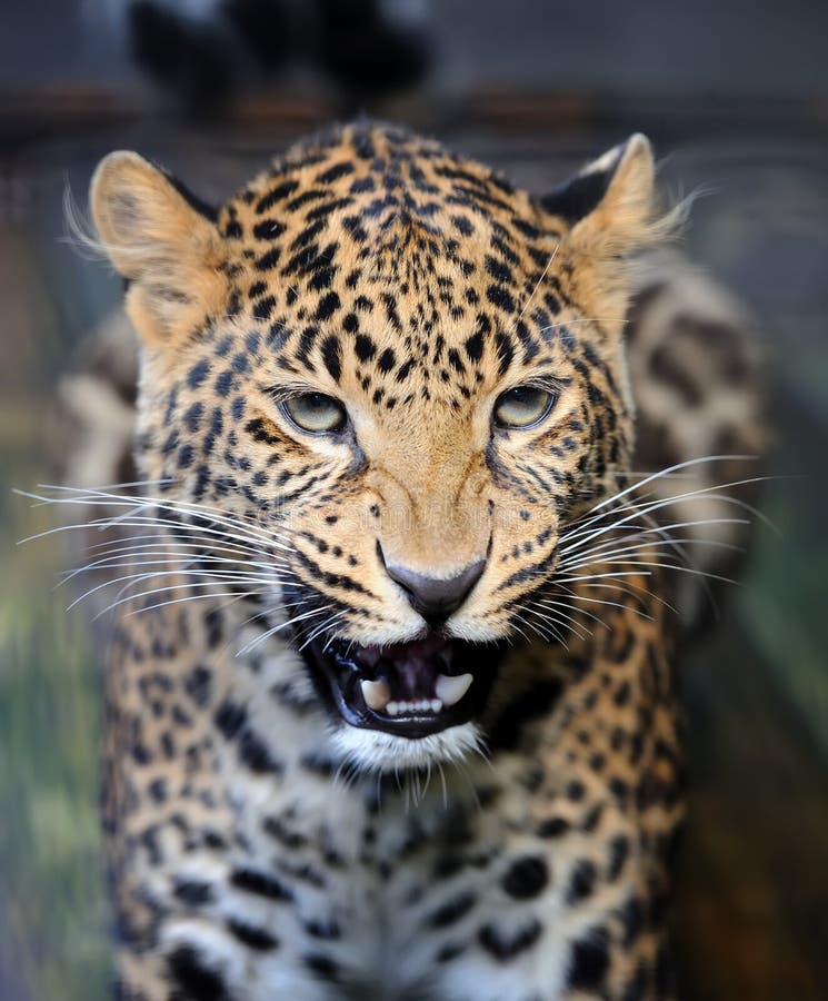 Close Angry Leopard Portrait Stock Image - Image of dangerous, forest ...