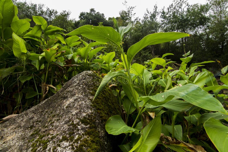 Beautiful Broad Lush Leaf Plants Stock Photo - Image of beneath, lush ...