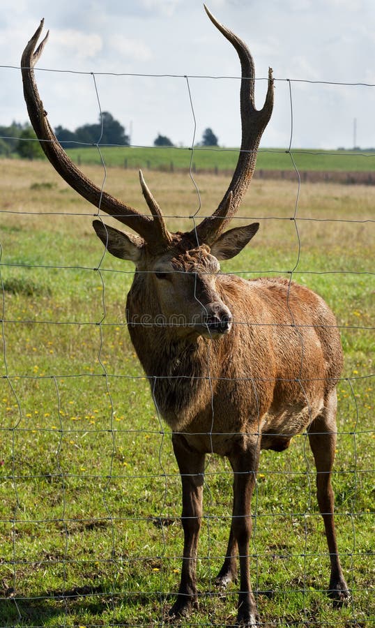 Back of deer stock image. Image of undomesticated, side - 153824039