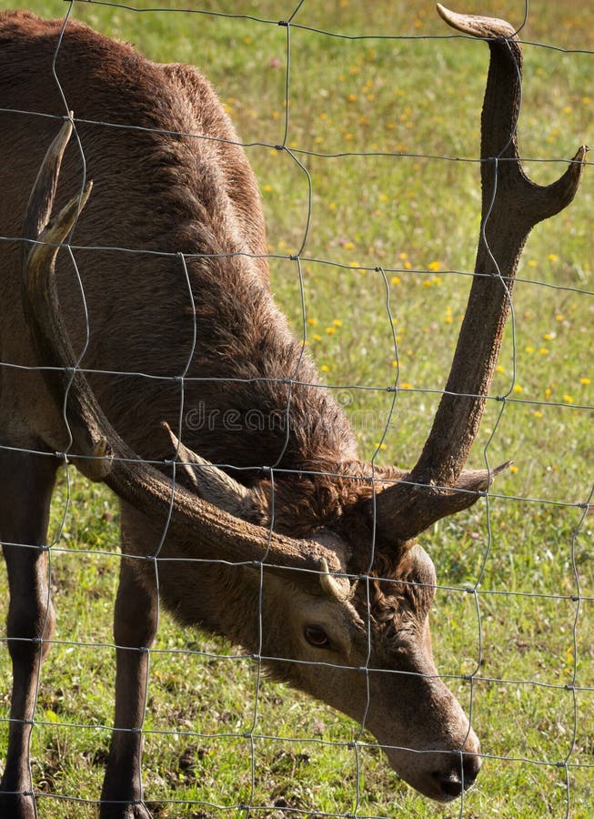 Back of deer stock image. Image of fence, mesh, brown - 153823927