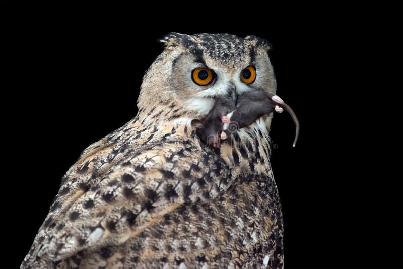 Big Owl Eating Mice Stock Photos - Free & Royalty-Free Stock Photos ...