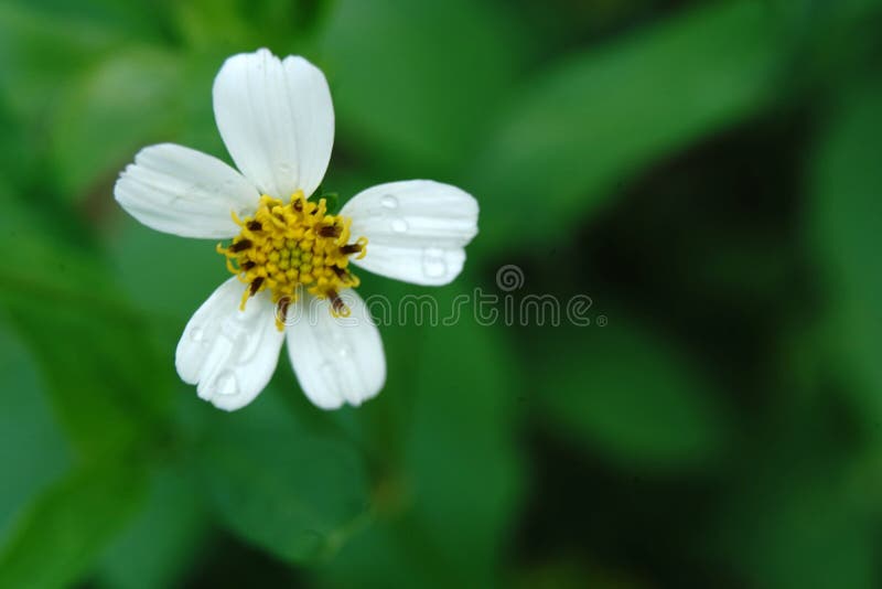 Close of a Black-jack Flower Stock Photo - Image of flora, stamen ...