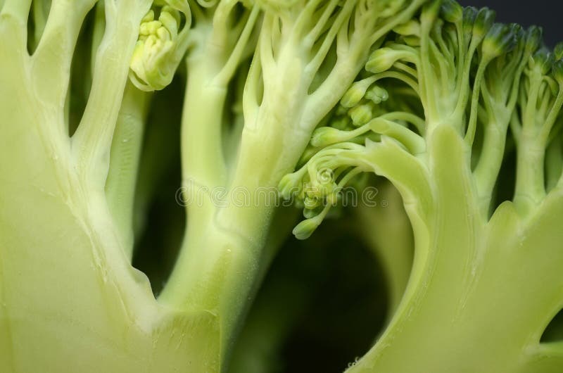 Cross Section of Broccoli Vegetable in Close Up Stock Image - Image of ...