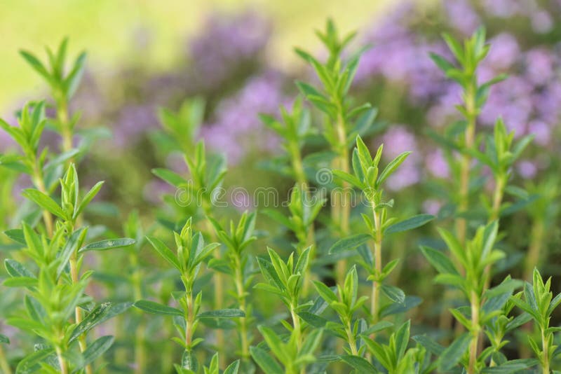 Bush of Aromatic Herb Growing in a Garden Stock Image - Image of ...