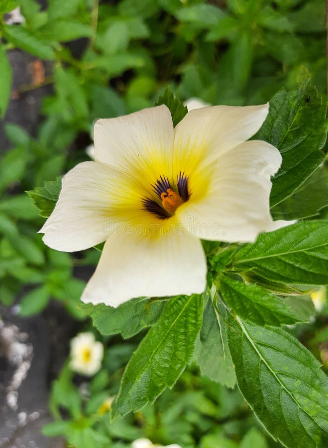 Close Capture of White Buttercup, Turnera Subulata Stock Photo - Image ...