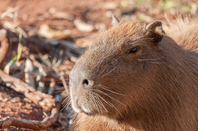 Close on a capybara. stock photo. Image of group, capivara - 77027686