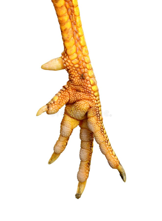 Close Up of Chicken Walking Near Fence in Paddock Outdoor. Stock Photo ...