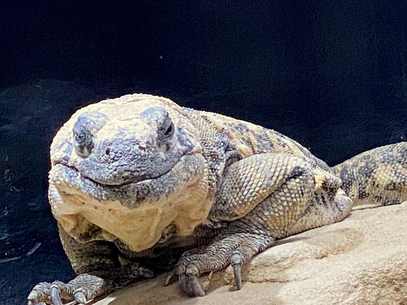 Close of a Chuckwalla Lizard Stock Image - Image of chuckwalla ...