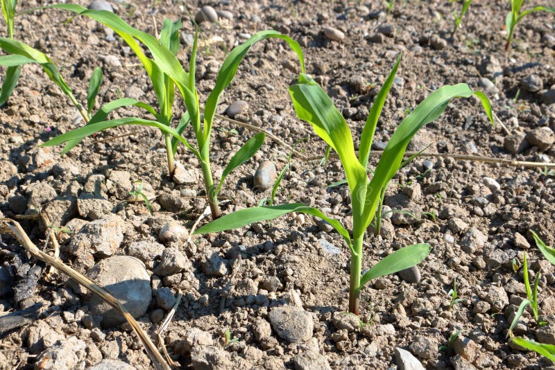 Close on Corn Sprout in Spring Stock Image - Image of angle, black ...