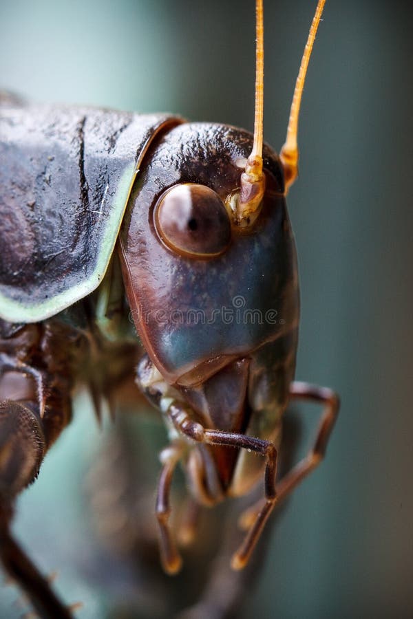 Close of a Crickets Head stock image. Image of green - 30790081