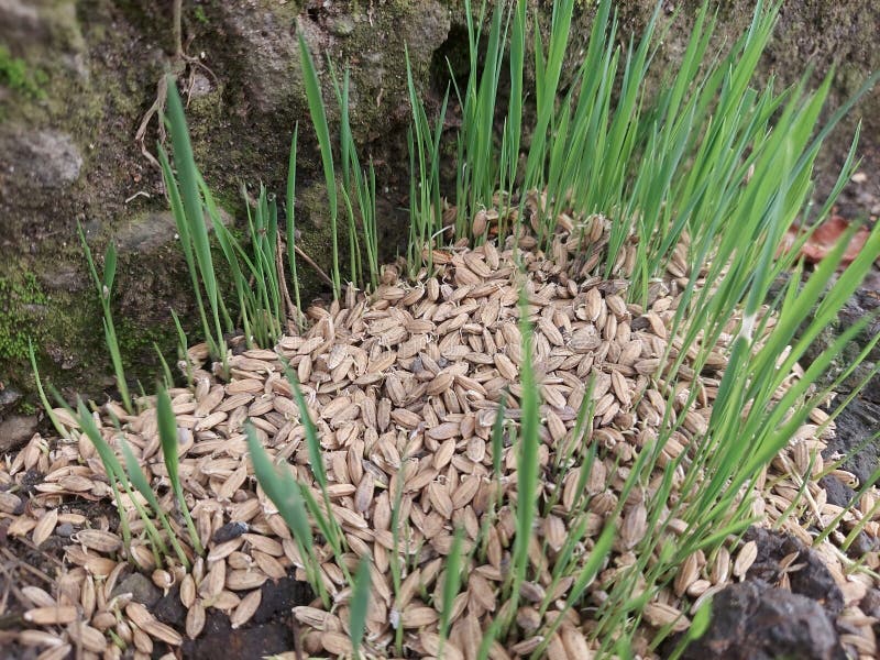 Close Cup View of Germinated Rice Seeidings Stock Photo - Image of asia ...