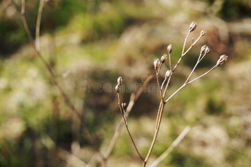 Close Depth of Field with Focus on Thin Branch and a Blurred Background ...