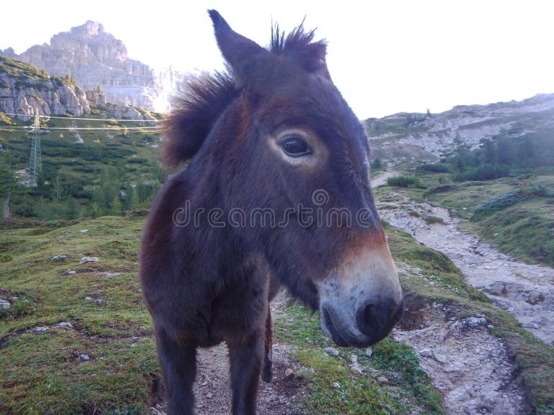 Close Detail of a Donkey Face Stock Image - Image of natural, hair ...