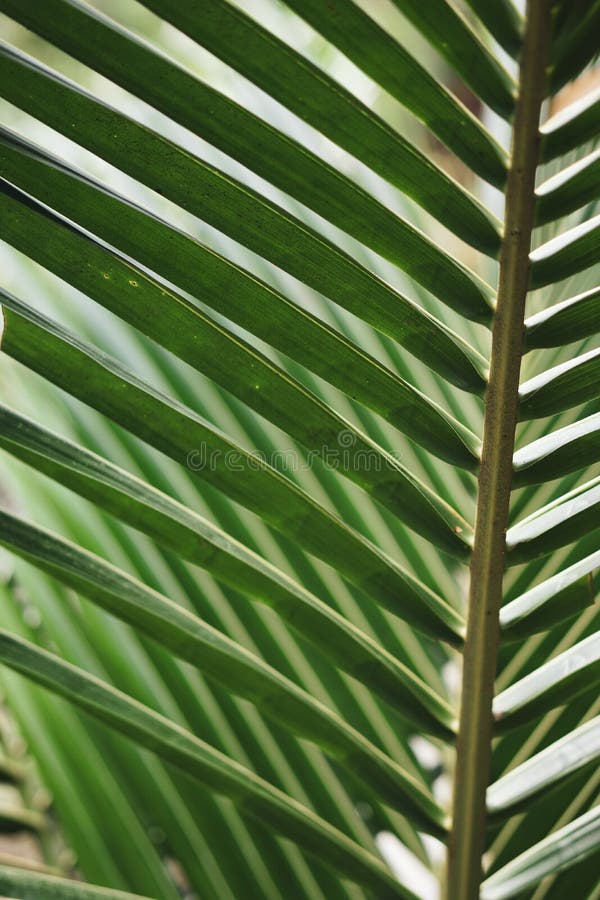 Close and Detail of Green Tropical Foliage with Line and Shape ...