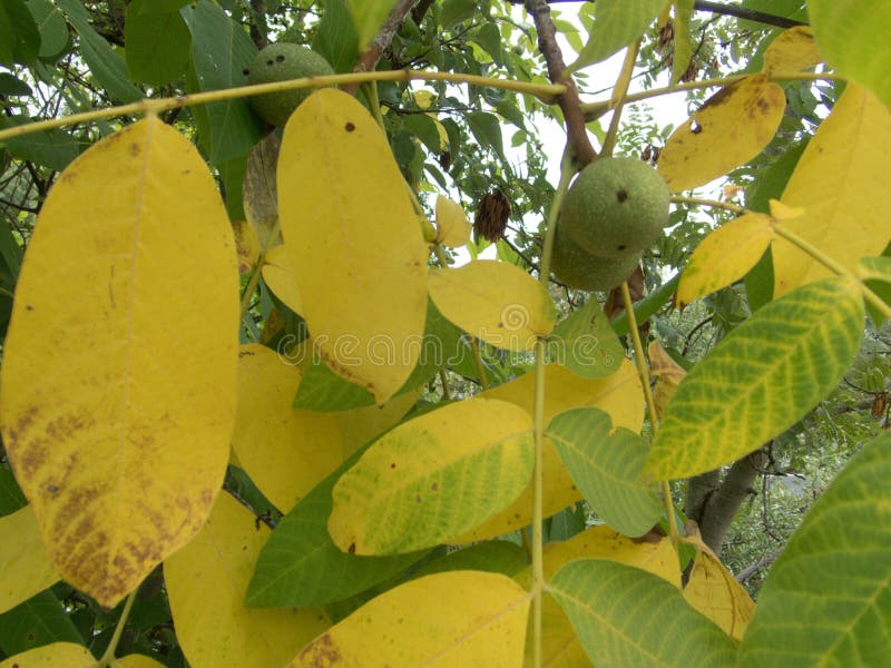 Detail of a Wallnut on a Tree Stock Photo - Image of round, branch ...