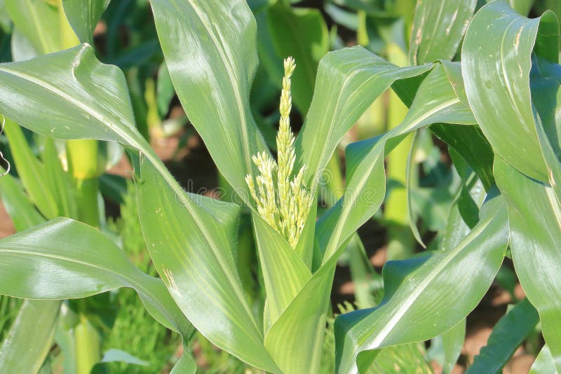 Developing Corn with Red Tassels Stock Photo - Image of fresh, closeup ...