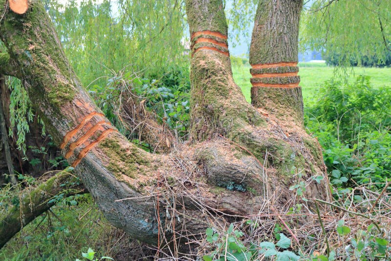 Pruning Tree and Cut Marks stock image. Image of bark - 155845251